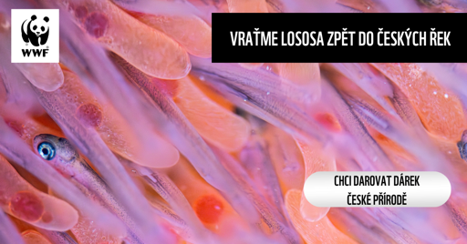 Vraťme lososa zpět do českých řek